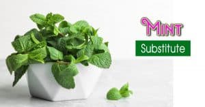 Mint Substitutes: 12 Best-Recommended Options