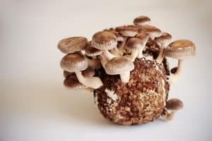 List of 15 Substitute for Shiitake Mushrooms: What and How